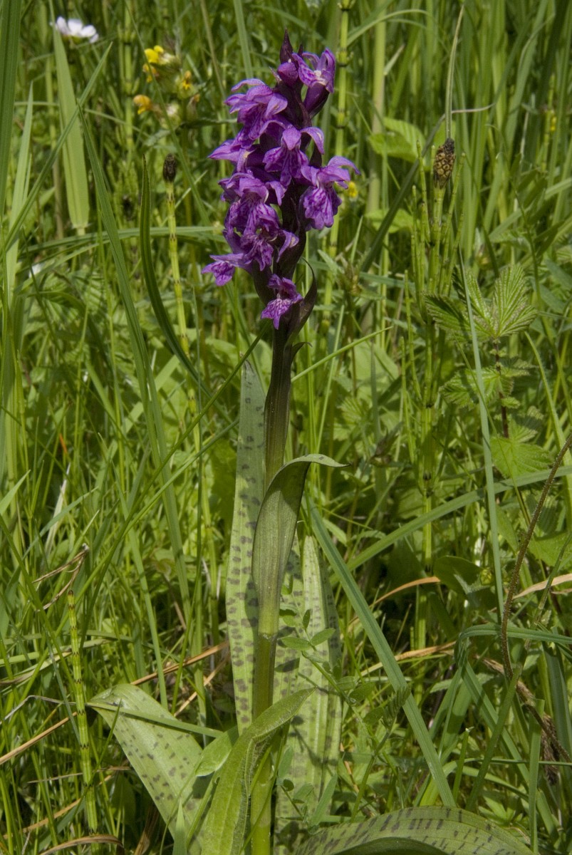 Dactylorhiza majalis, Broad-leaved Marsh-orchid